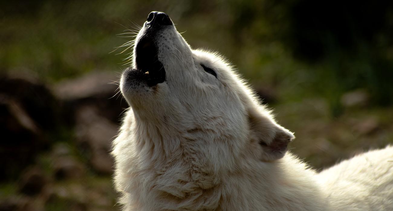 Lobo Park en Antequera: visita un parque natural de lobos